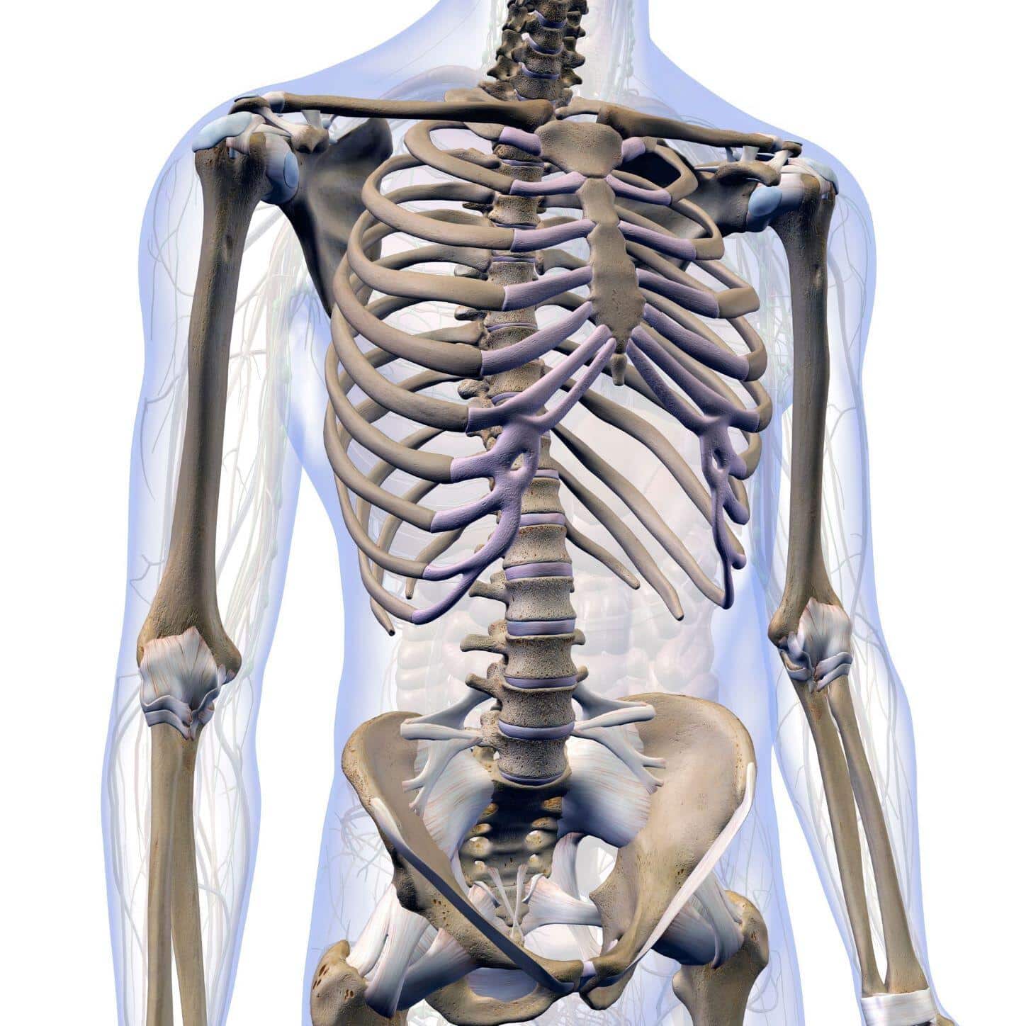 The Skeletal System: Osteopathy And Skeletal - All You Need To Know.